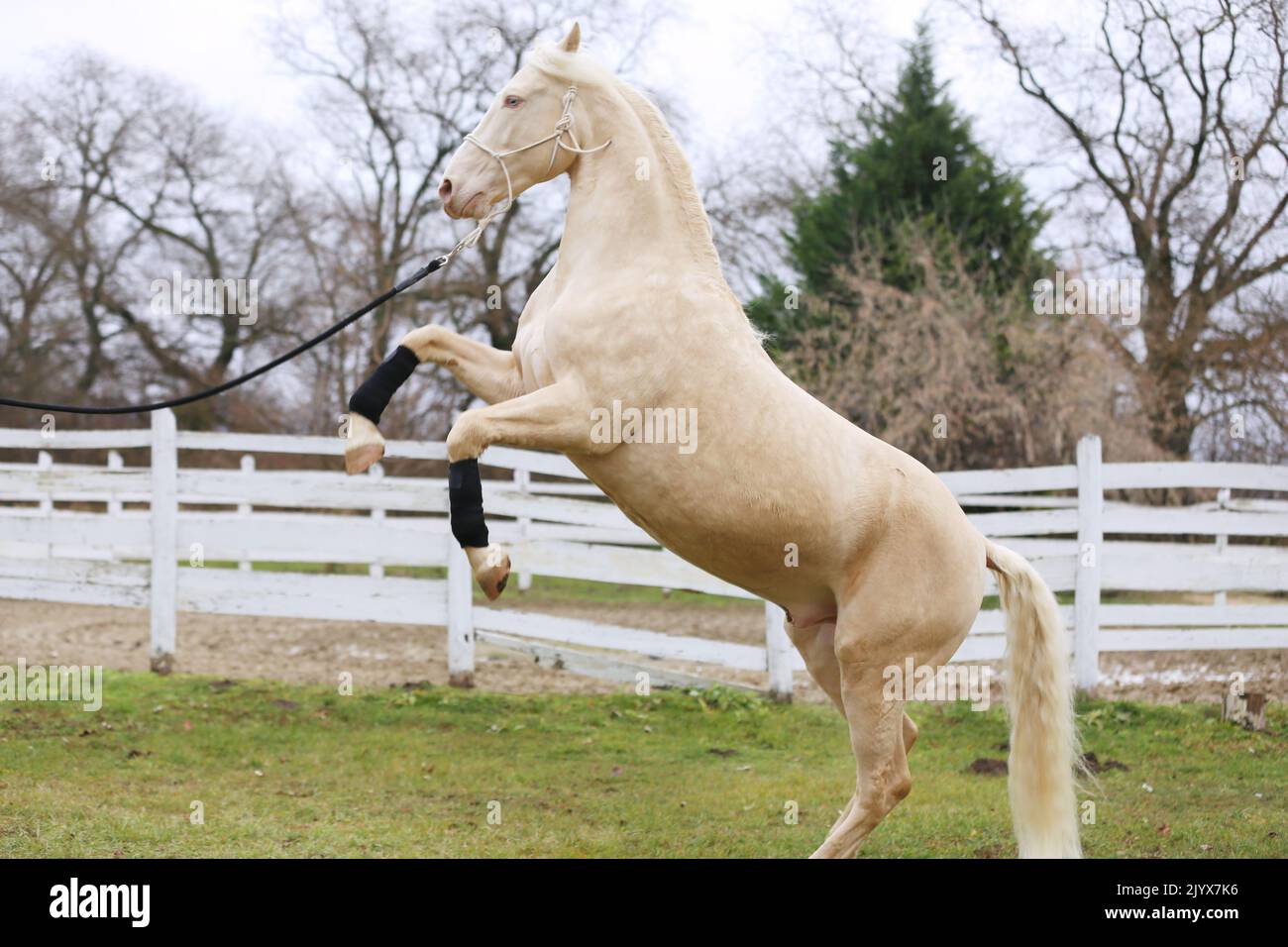 Beautiful purebred cremello stallion horse jump against white colored corral fence Stock Photo ...