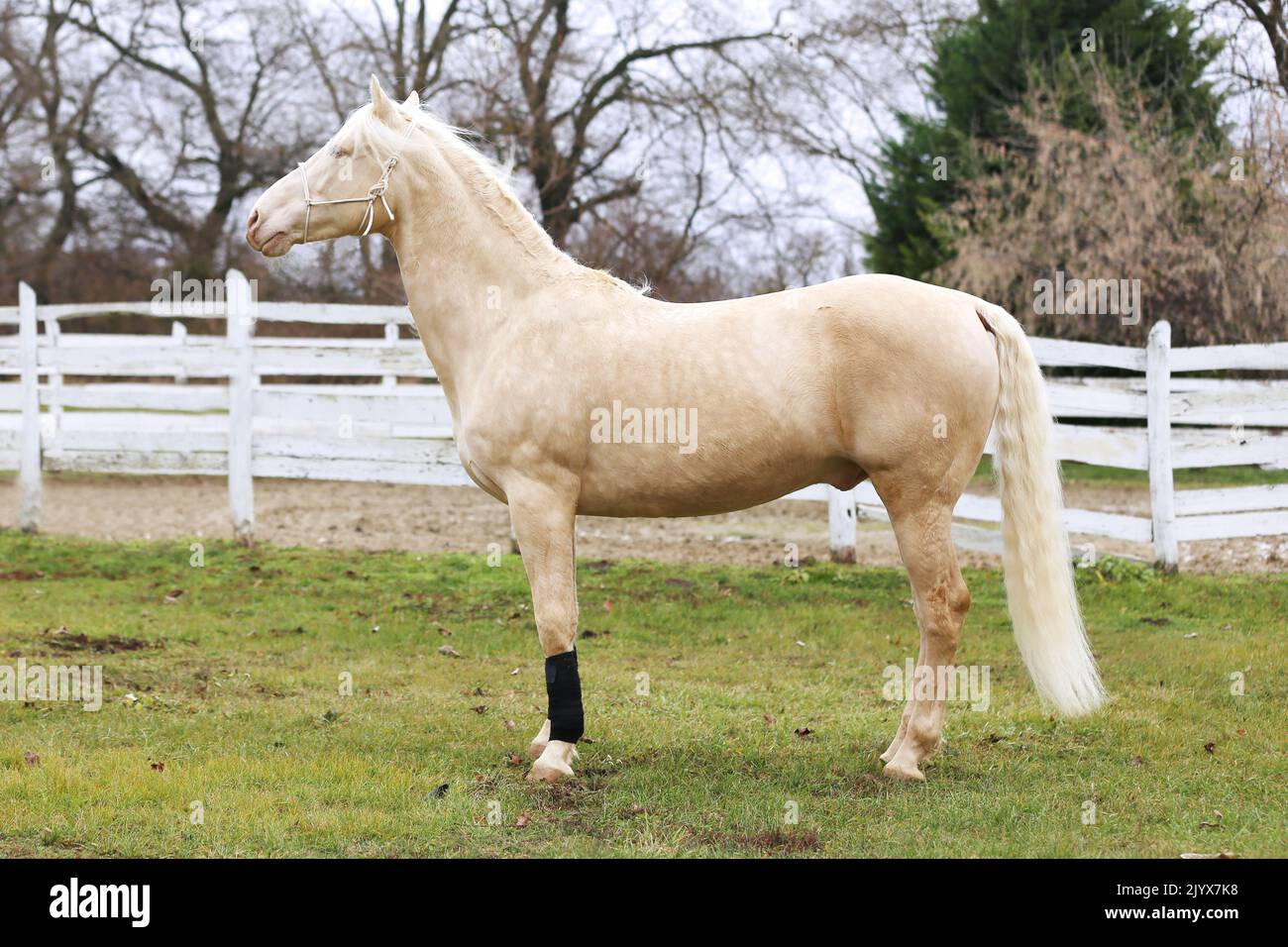 Beautiful purebred cremello stallion horse jump against white colored corral fence Stock Photo ...