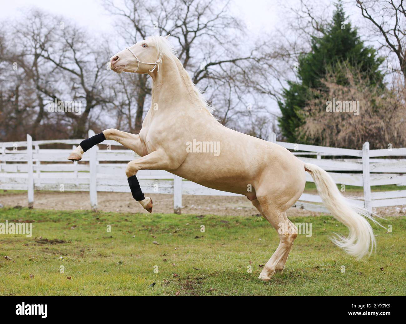 Cremello Purebred Spanish Horse