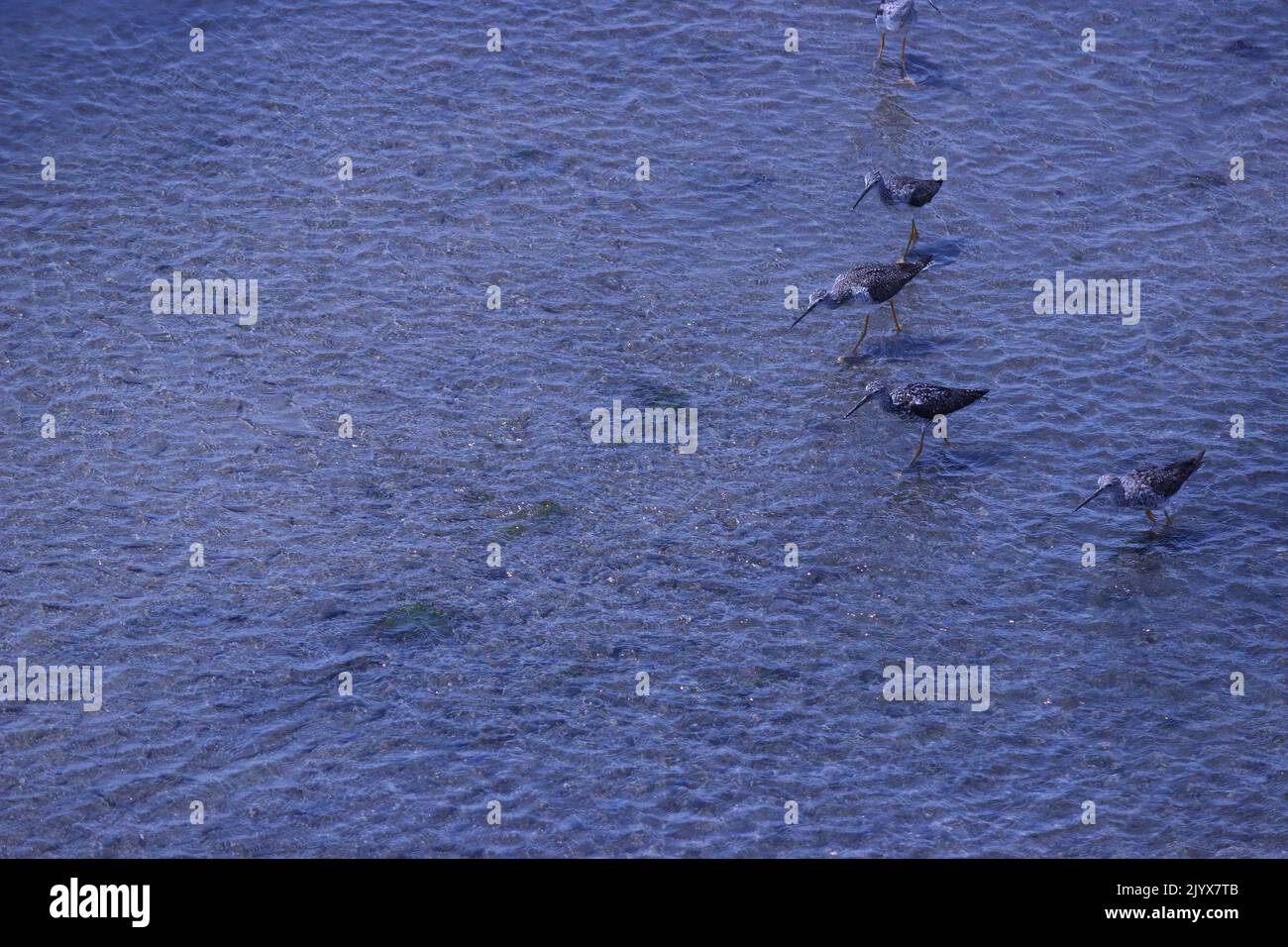 August 2022 Shorebirds hunting fish Stock Photo - Alamy