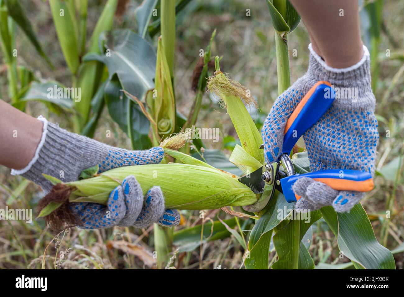 farmer in the field cuts corn with scissors. Hand plucks corn Stock ...