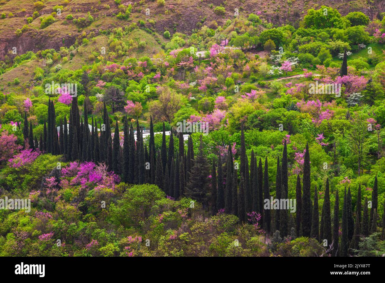 Cypress trees grow in a row. Spring park background photo with blooming ...