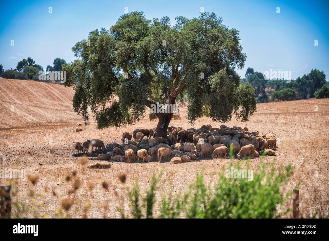 A flock of sheep shelters under a large tree in the dry golden fields ...