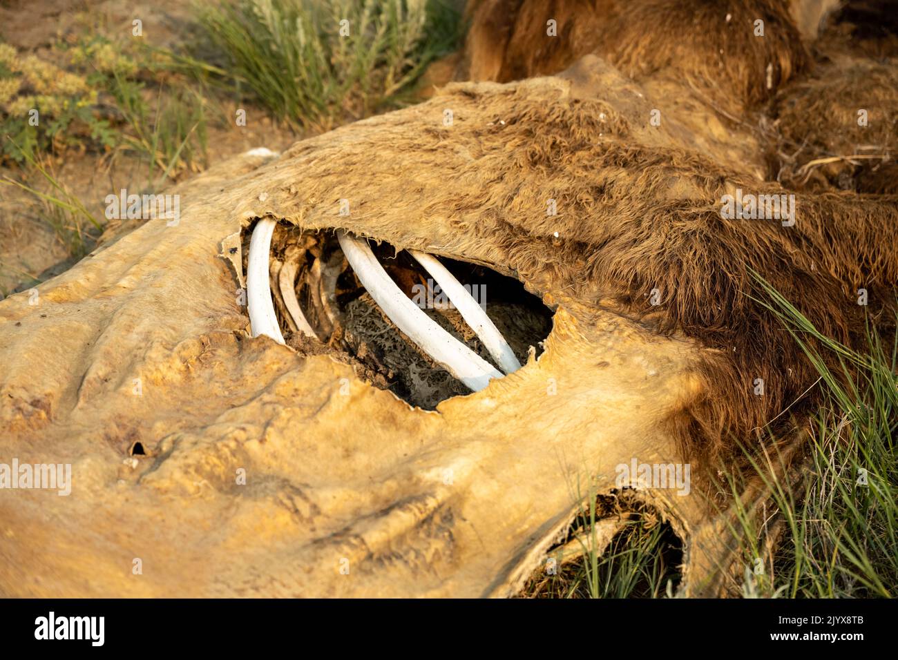 Bison Rib Bones Dry In The Sun Though Ripped Hide alongside trail in ...