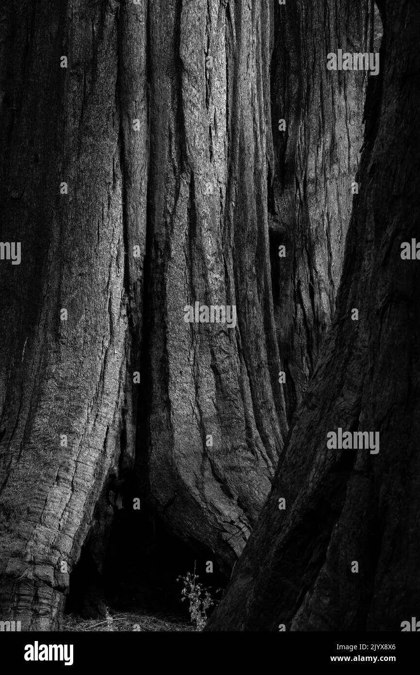 Black and White Texture of Sequoia Tree Bark in Yosemite National Park ...