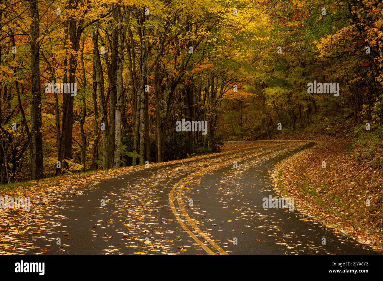 Bright Autumn Colors Along Blue Ridge Parkway Curve in North Carolina ...