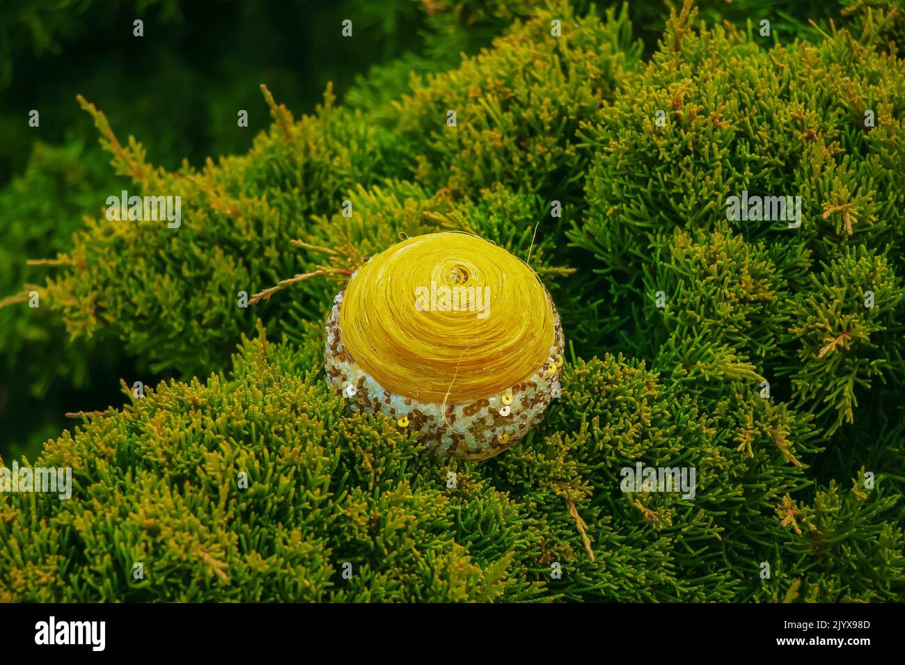 Closeup juniper tree branches hi-res stock photography and images - Alamy