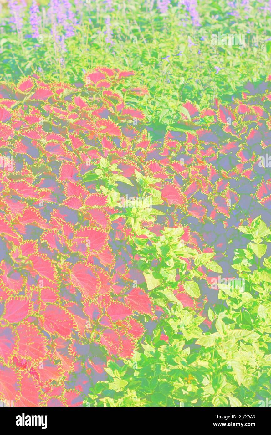 Beautiful colorful leafy plants growing in the flower meadow in a ...