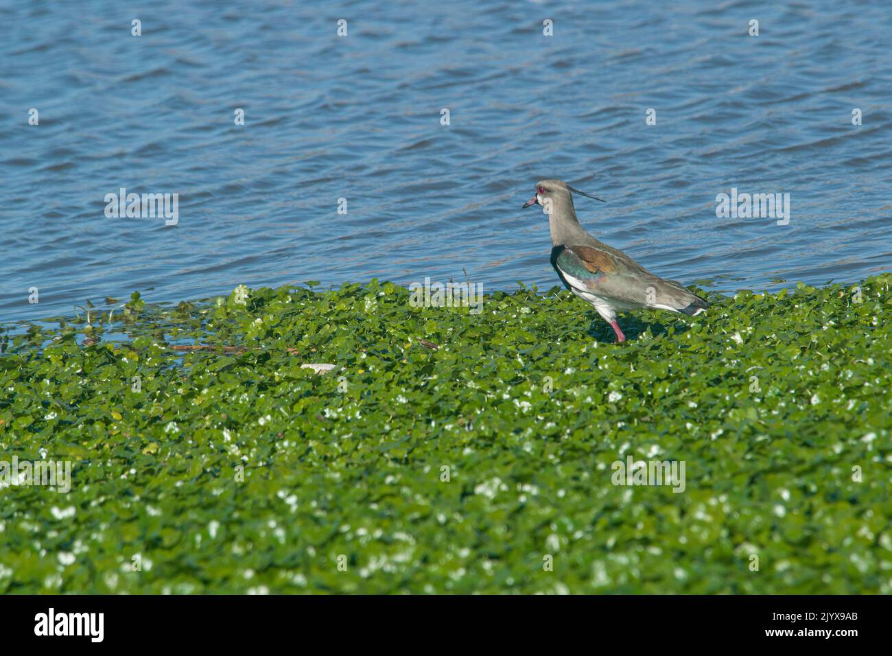 Southern laping on the blue lake Stock Photo - Alamy