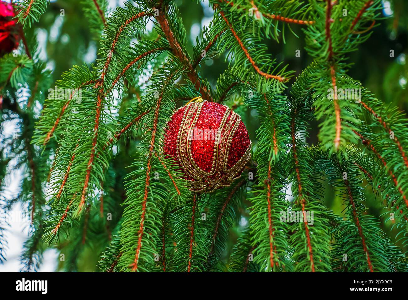 Bright red big beautiful ball decoration on the branches of the ...
