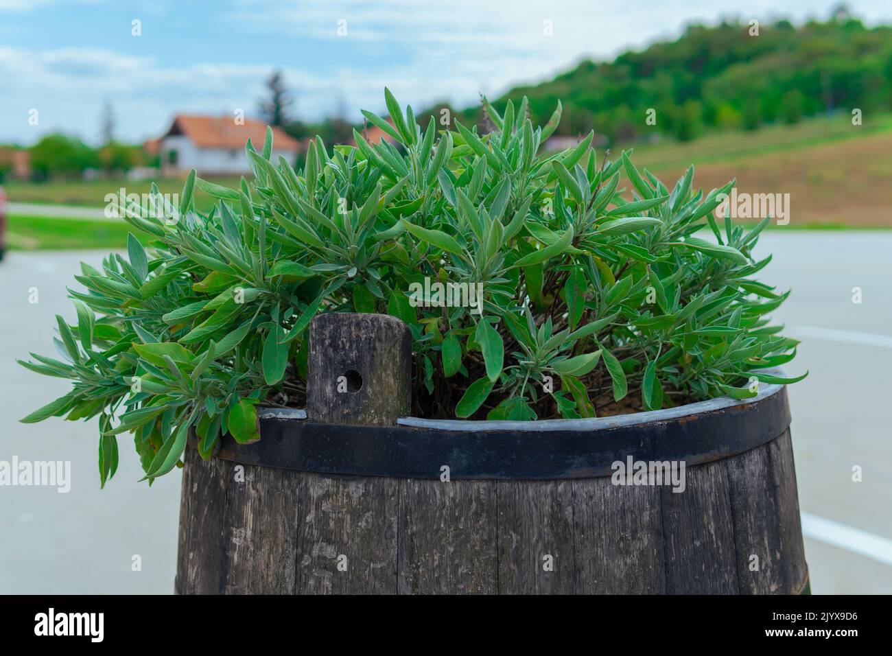 Beautiful green plant in a wooden-metal barrel, village background ...