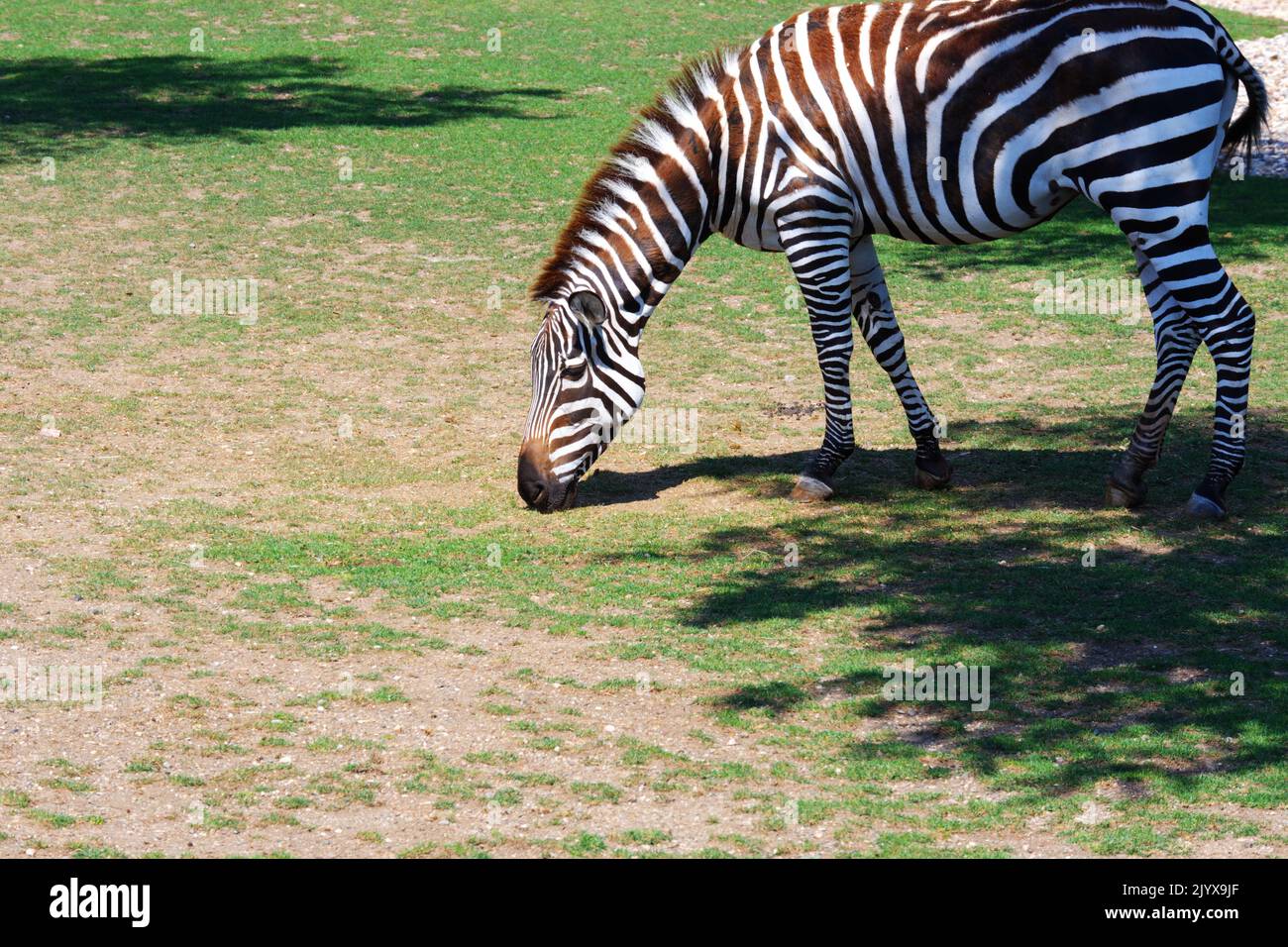 Baby Zebra with brown and white colors eating grass outdoor Stock Photo ...