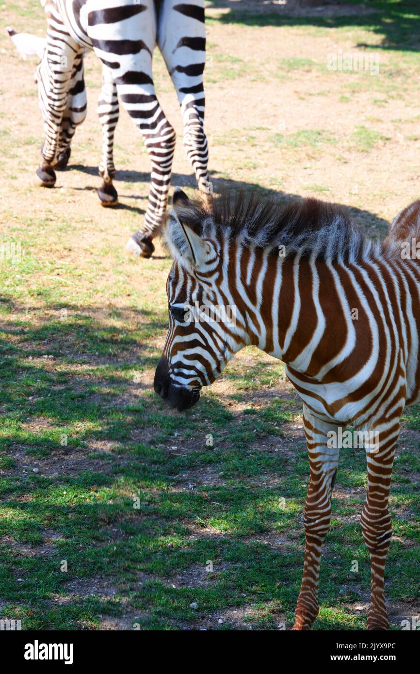 Brown and white baby zebra with an adult zebra Stock Photo - Alamy