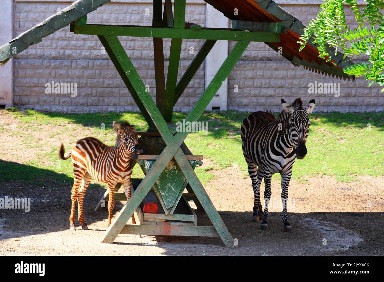 Golden Zebra In Captivity