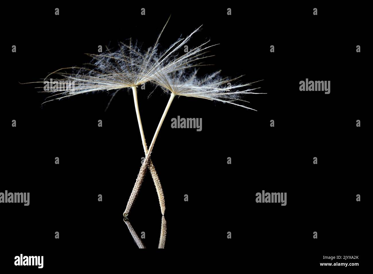 Dandelion Seeds resembling ballet dancers on the stage, Macro Shots ...