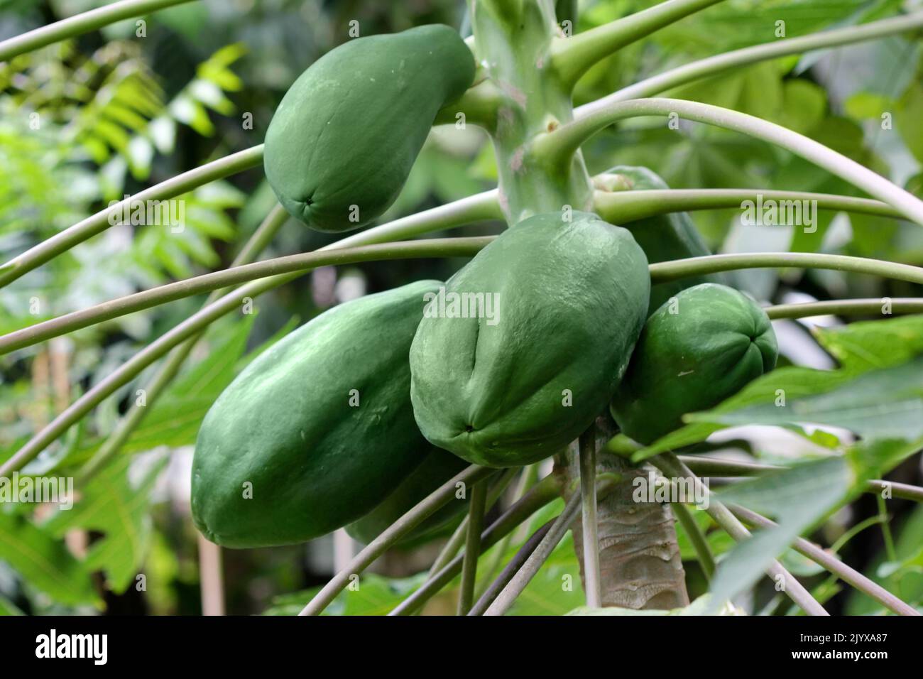 Hanging papayas hi-res stock photography and images - Alamy