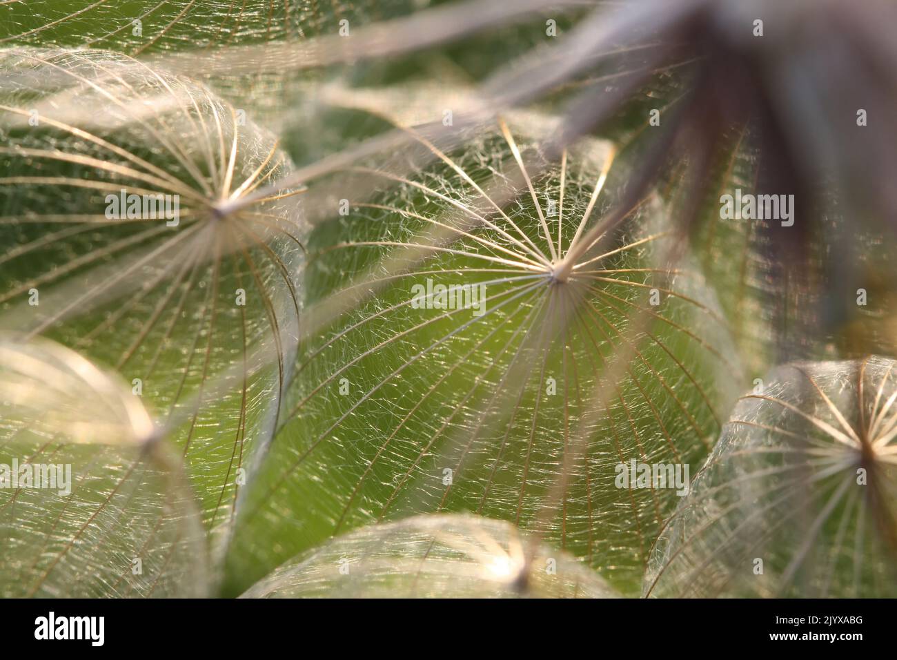 Extreme Macro of Dandelion Seeds in Backlit - shallow DOF on one seed ...