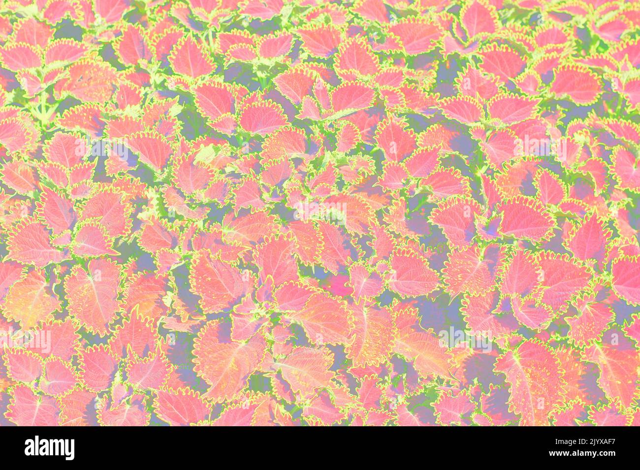 Beautiful colorful leafy plants growing in the flower meadow in a ...