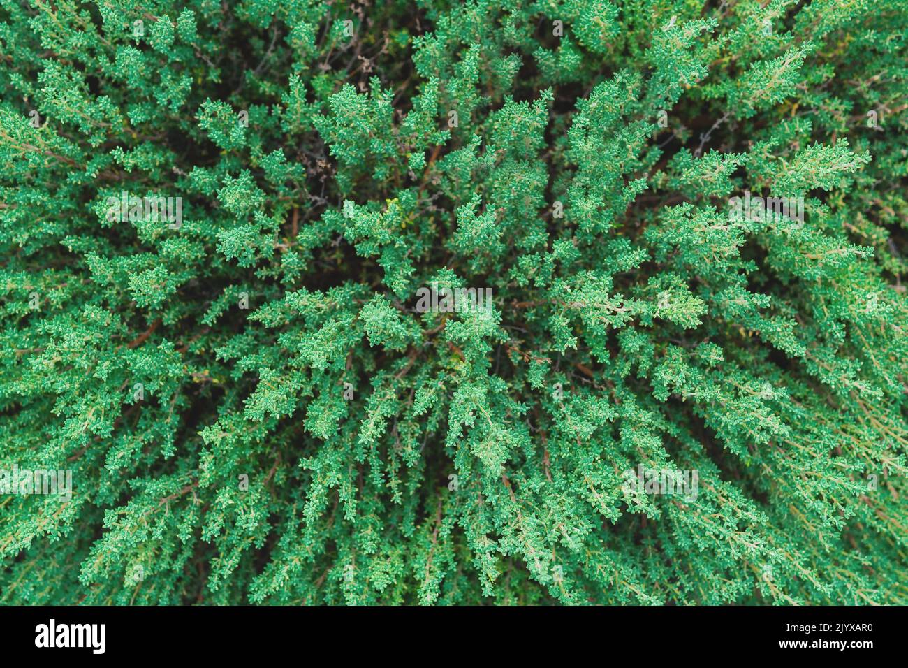 Greenery seamless texture - summer background. Light greenery grass ...
