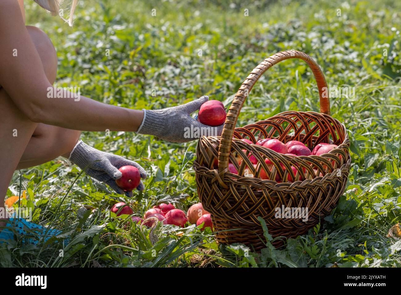 farmer puts red apples in a basket. Woman harvesting apples in the ...