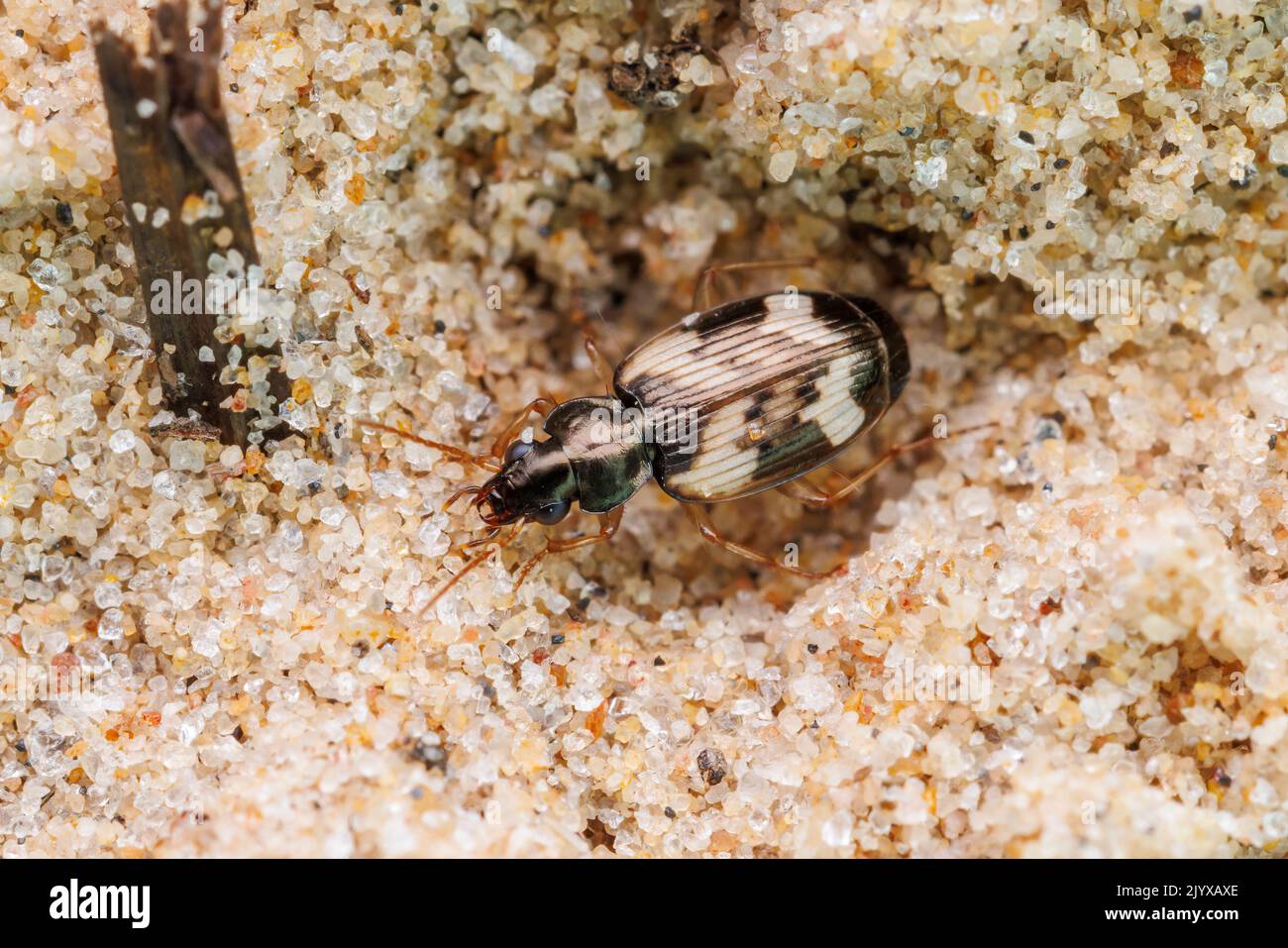 Ground Beetle (Tetragonoderus fasciatus Stock Photo - Alamy