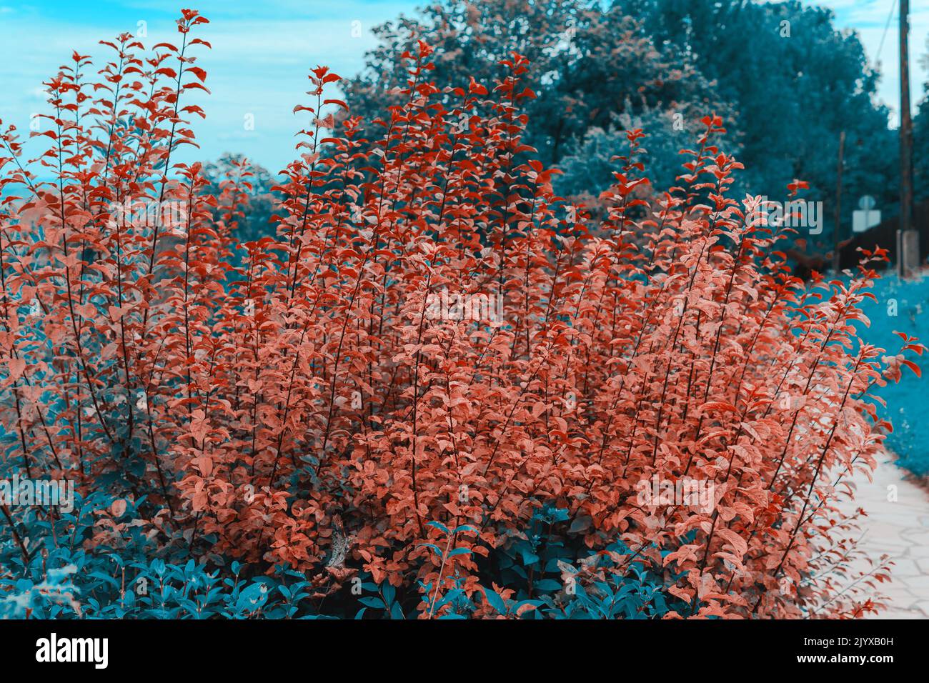 Orange autumn leaves on a bush, and teal-blue trees Stock Photo - Alamy
