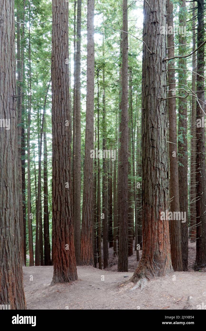 Sunset in a clearing in a redwood forest. Upright photography Stock ...