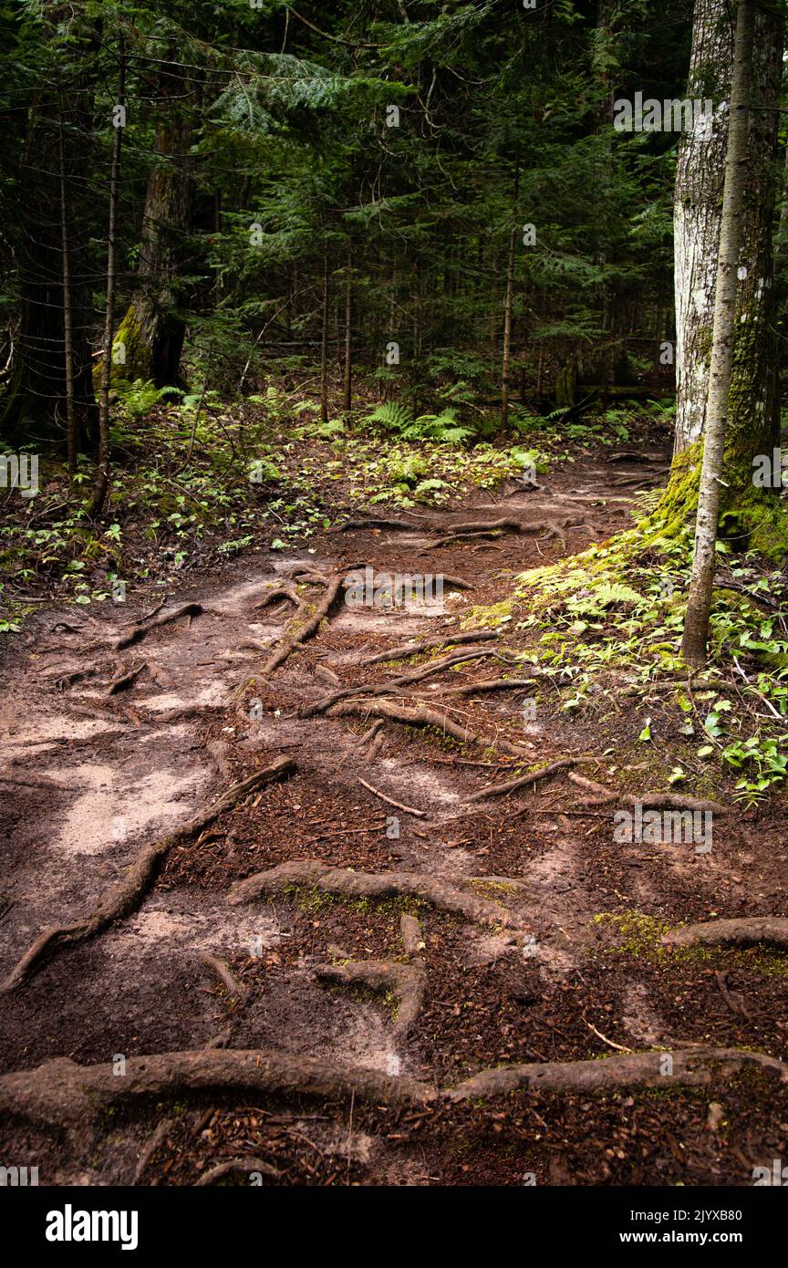 Path covered in roots leading into the forest Stock Photo - Alamy