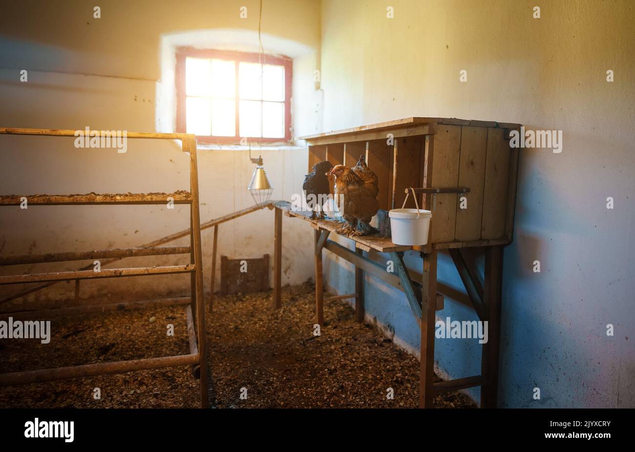 Poultry house hi-res stock photography and images - Alamy