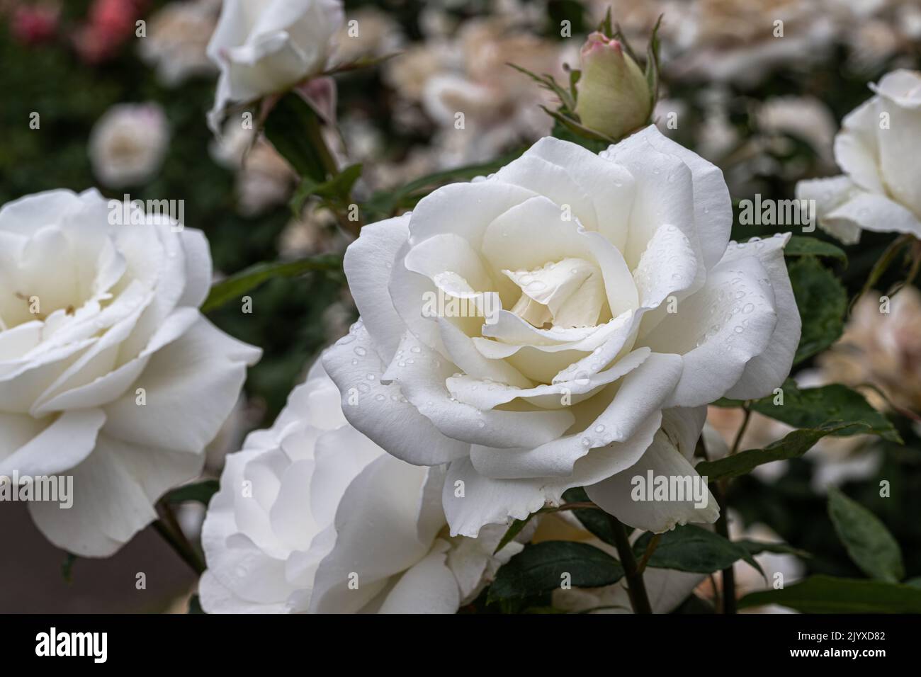 Flowers of ‘Sugar Moon’ Hybrid Tea Rose Stock Photo - Alamy