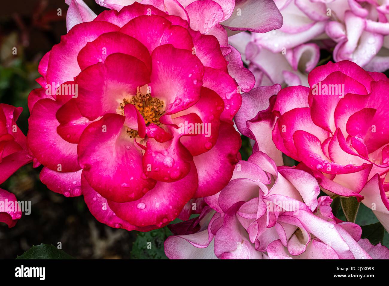Tabris hi-res stock photography and images - Alamy