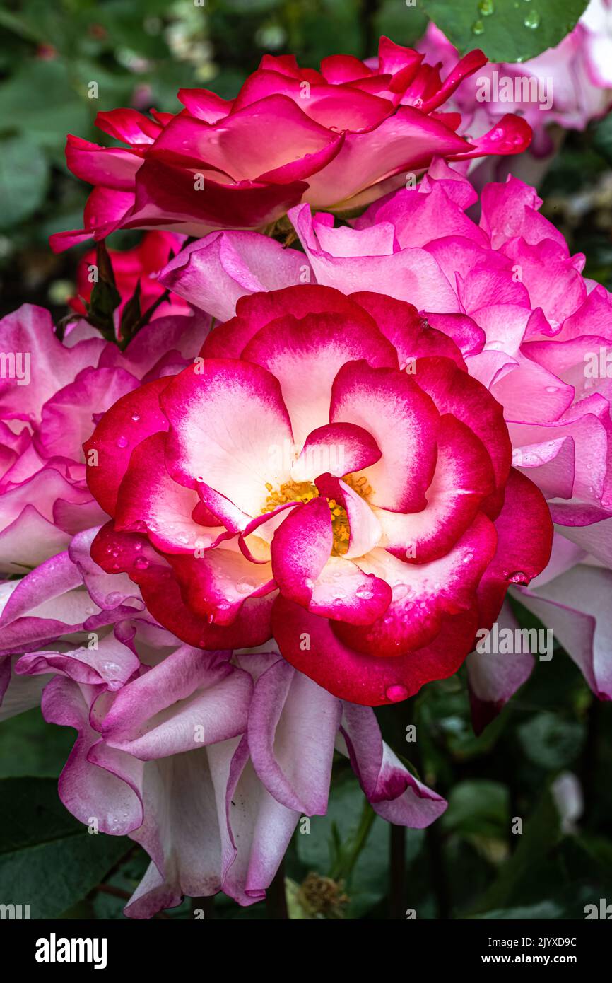 Tabris hi-res stock photography and images - Alamy