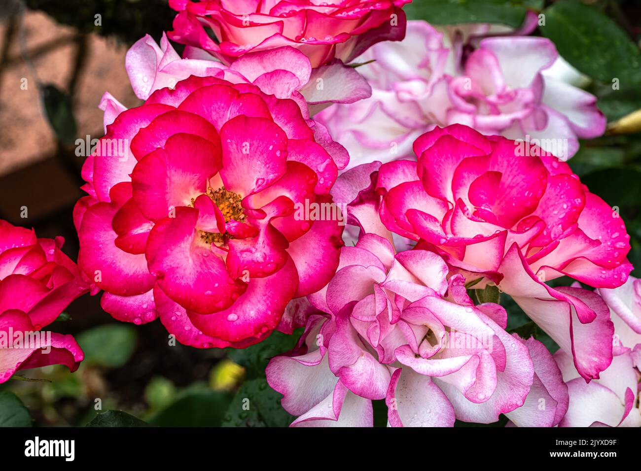 Tabris hi-res stock photography and images - Alamy