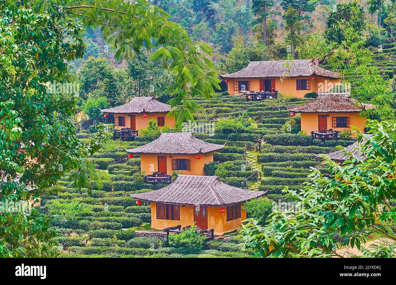 The green tea shrubs with small Chinese Houses, decorated with red ...
