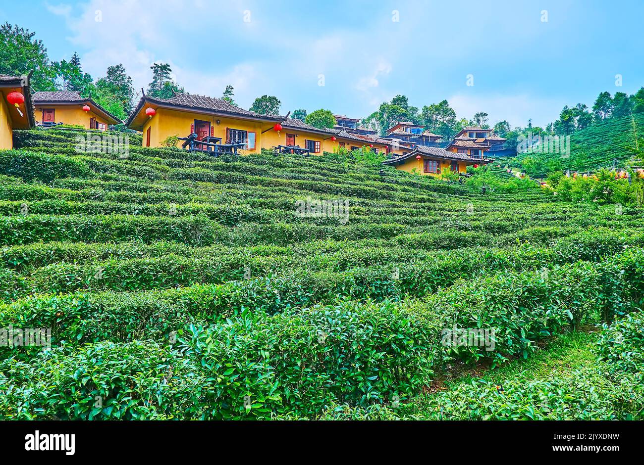 Oolong tea plantation attracts tourists to Lee Wine Ruk Thai resort ...