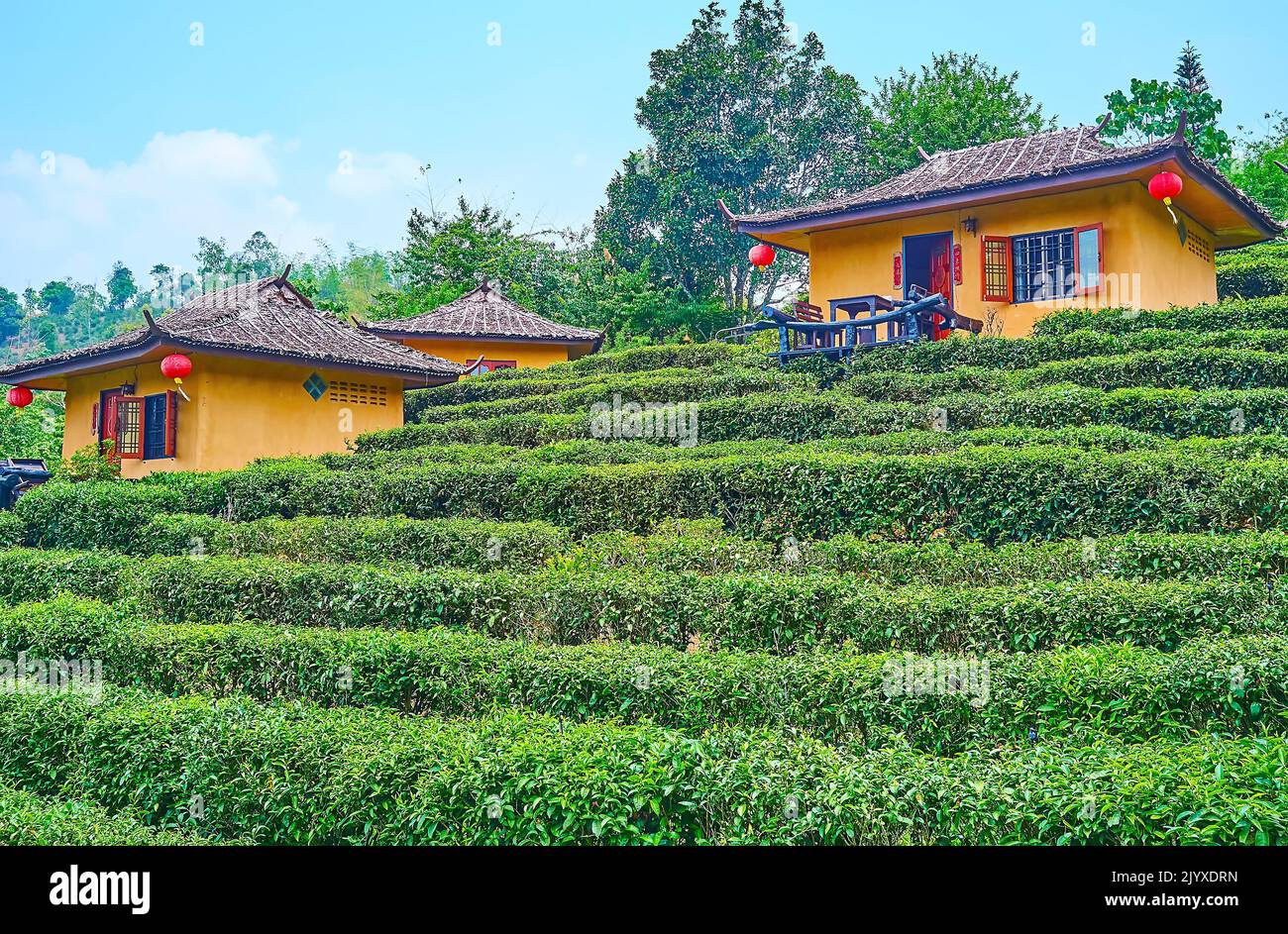 The green tea shrubs and scenic traditional Chinese houses of Lee Wine ...