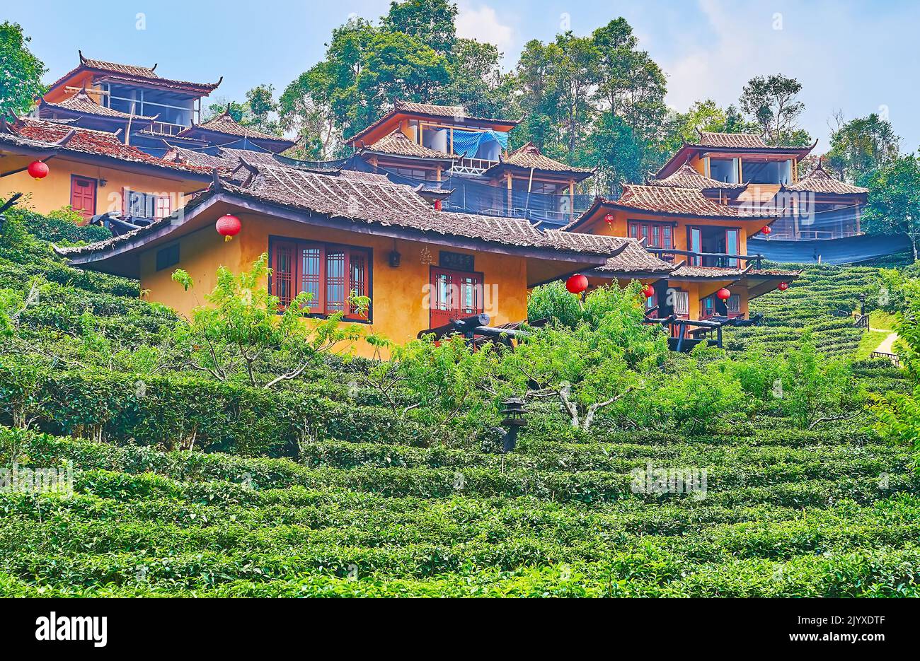 The lush green tea shrubs with small Chinese houses, serving for ...