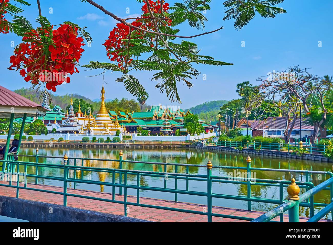 The bright orange flame tree blossom over the Nong Kham Lake with ...