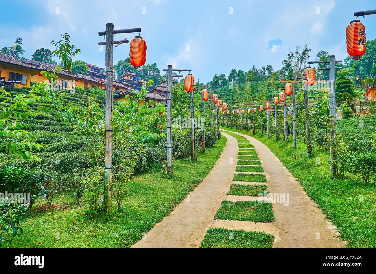 Walk the alley amid the Oolong tea plantation of Lee Wine Ruk Thai ...