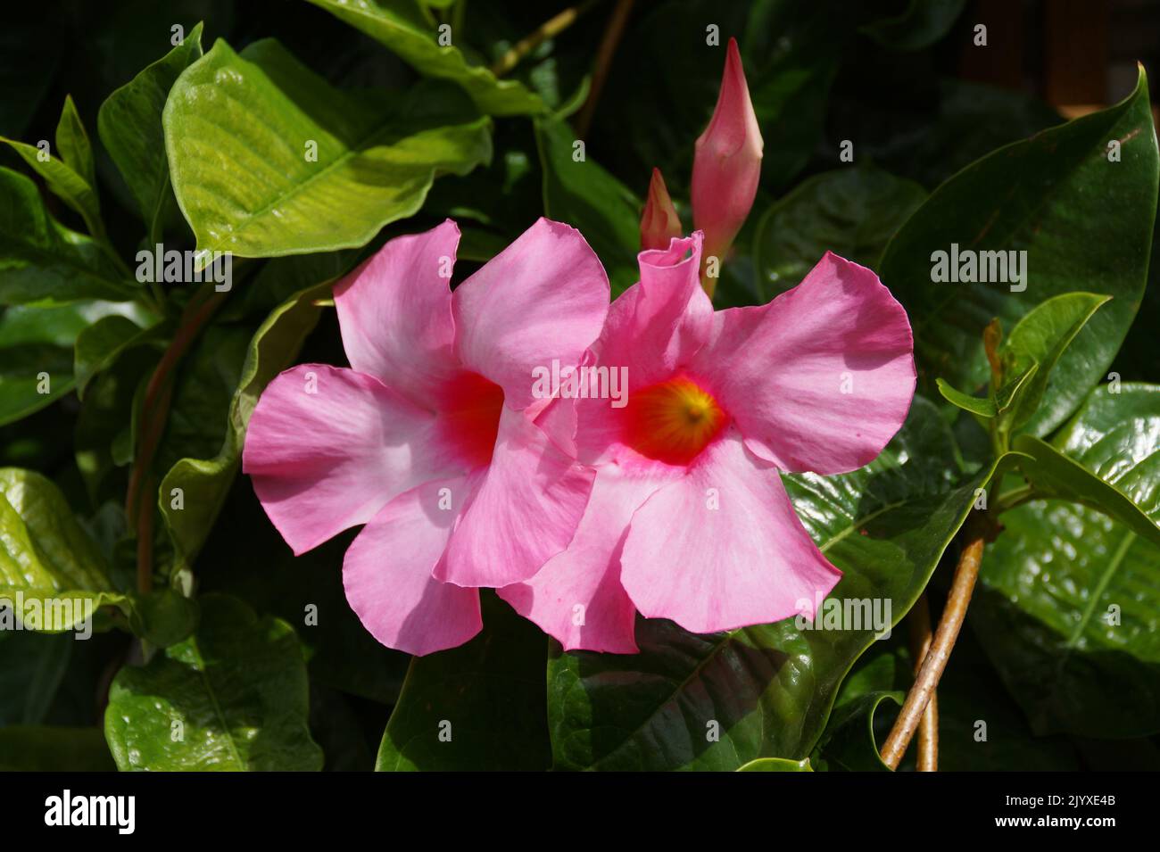stunning bright pink mandevilla flowers on a sunny summer day in Ulm ...