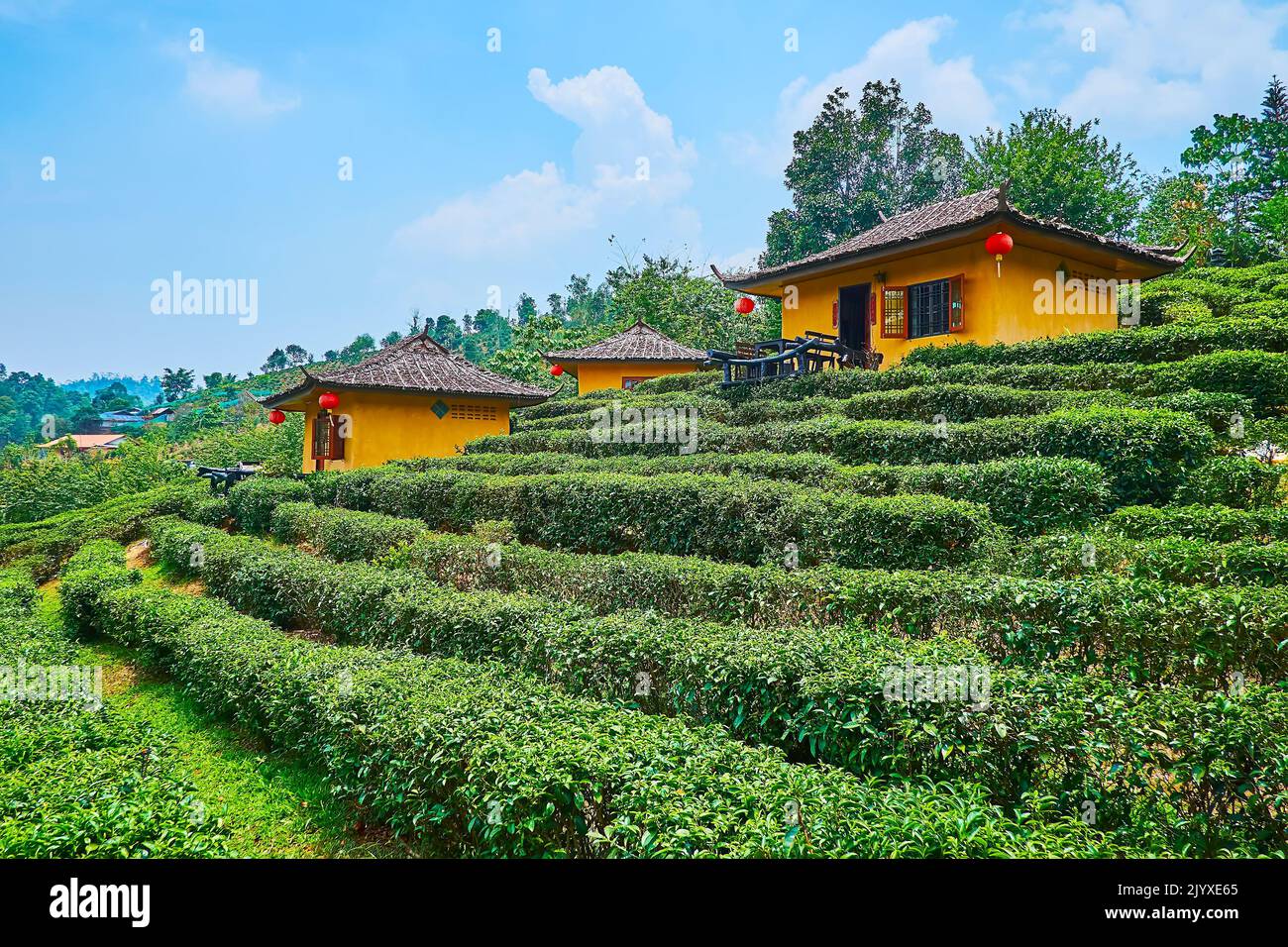 The terraces of tea plantation with small Chinese style tourist houses ...
