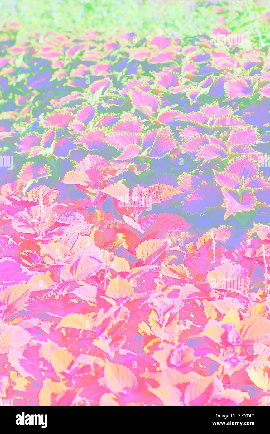 Beautiful colorful leafy plants growing in the flower meadow in a ...