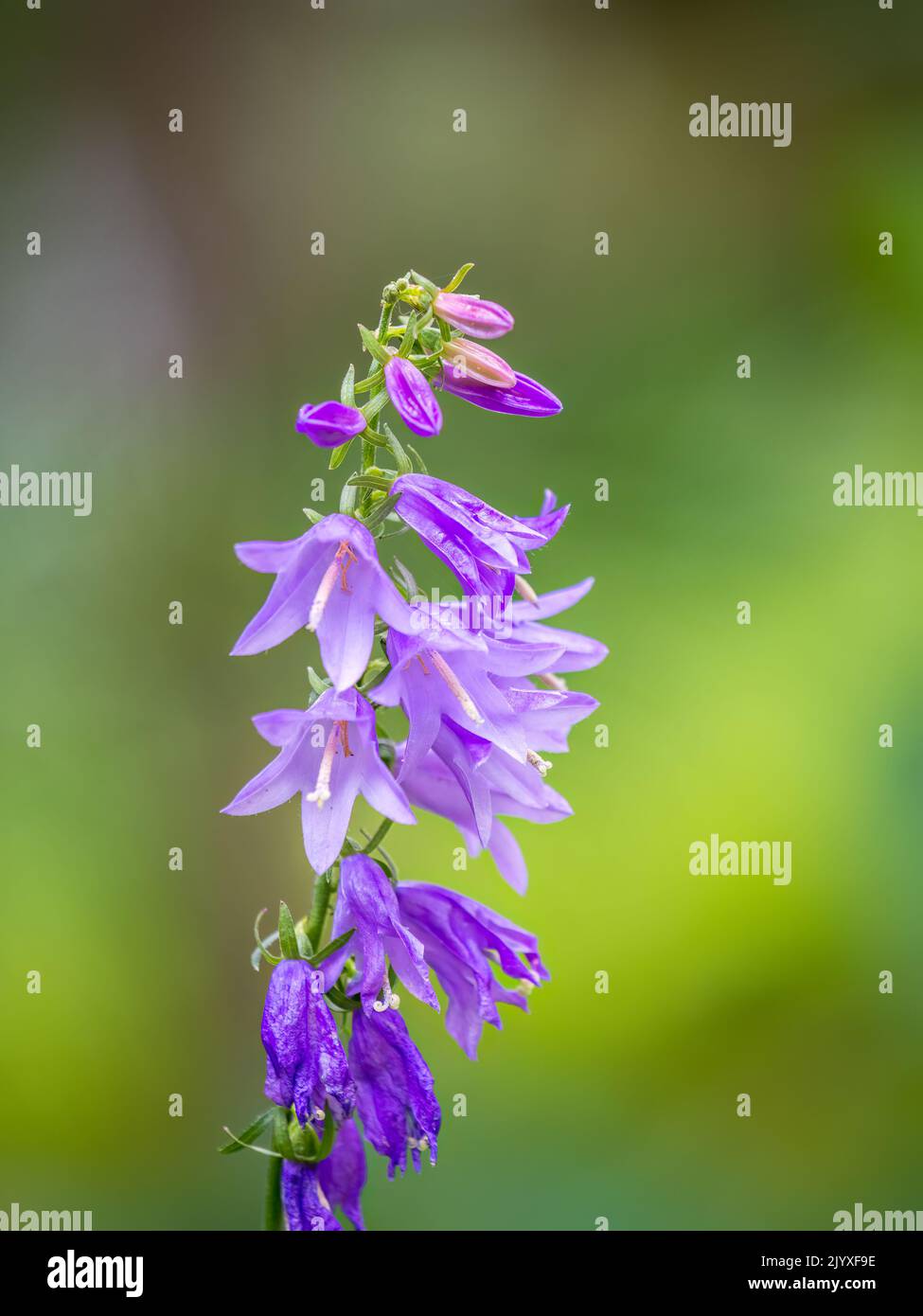Campanula rapunculoides, creeping bellflower, or rampion bellflower, is ...