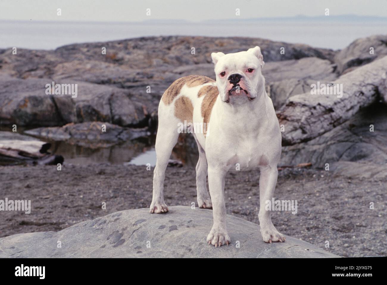 English Bulldog standing on rock Stock Photo - Alamy