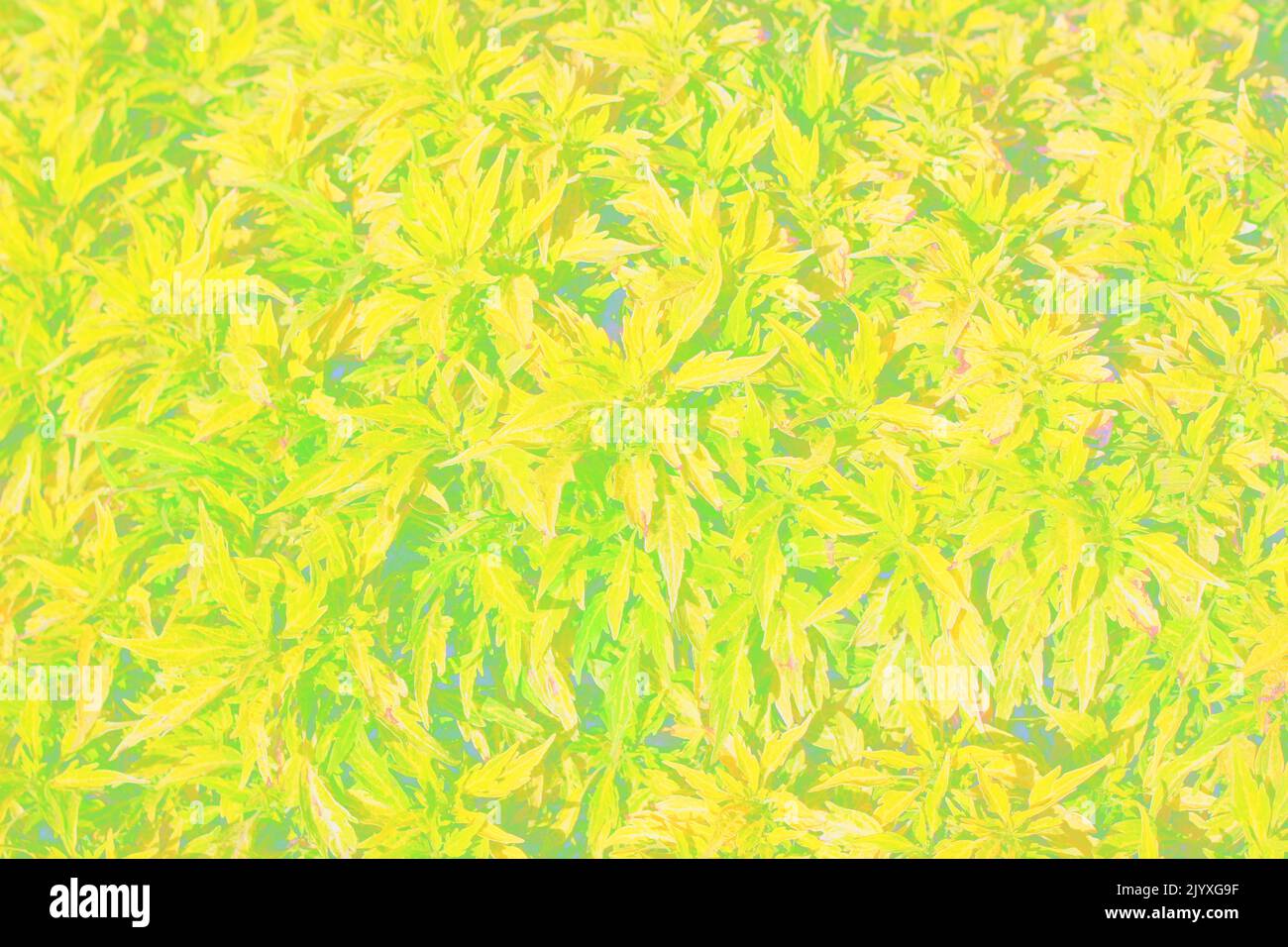 Beautiful colorful leafy plants growing in the flower meadow in a ...