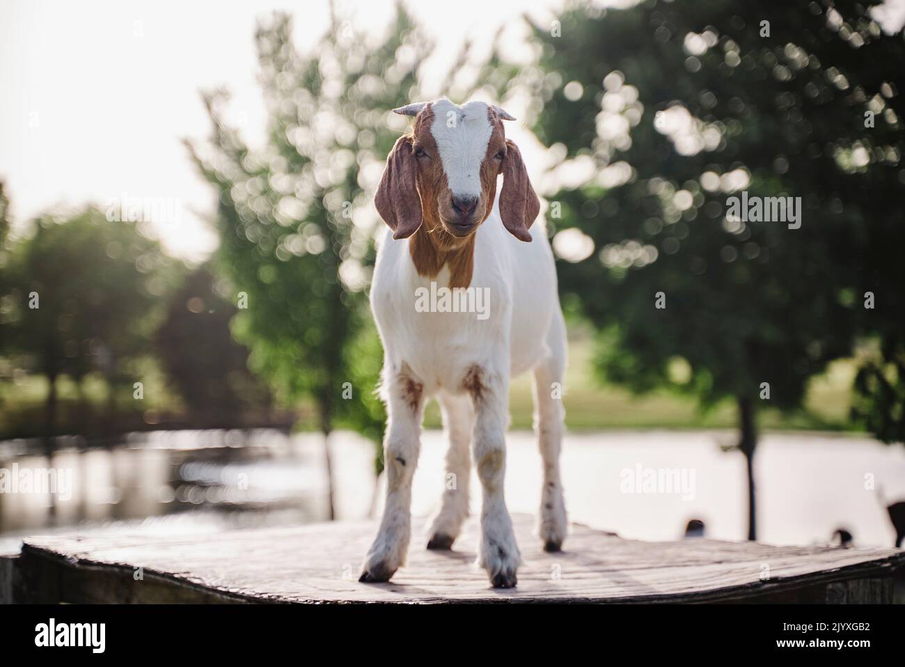 Female goat hi-res stock photography and images - Alamy