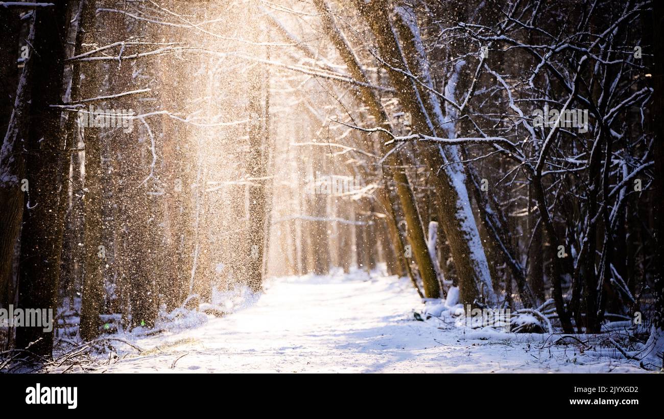 Hamilton College Winter