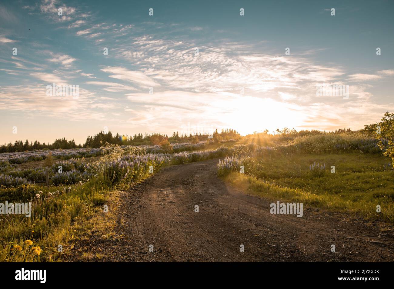 Purple lupin flower meadow on farm near Reykjavík in Iceland Stock ...