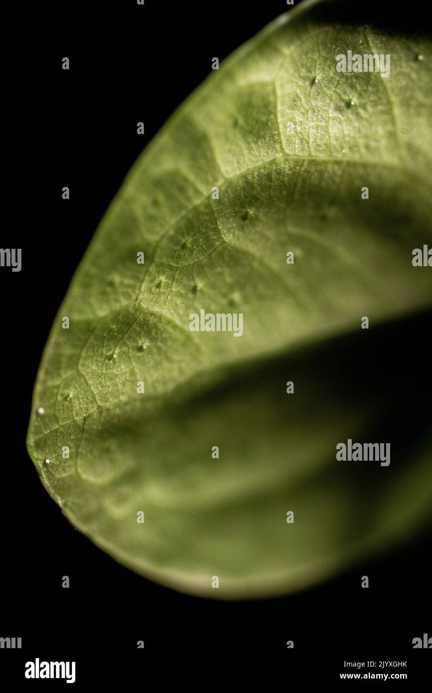 A macro image of a Pilea Sharing Plant leaf (Pilea Peperomioides Stock ...
