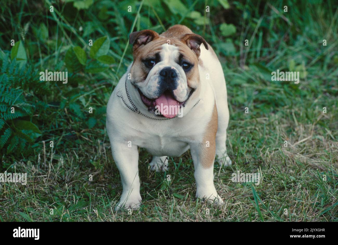 English Bulldog standing in front of bush Stock Photo - Alamy